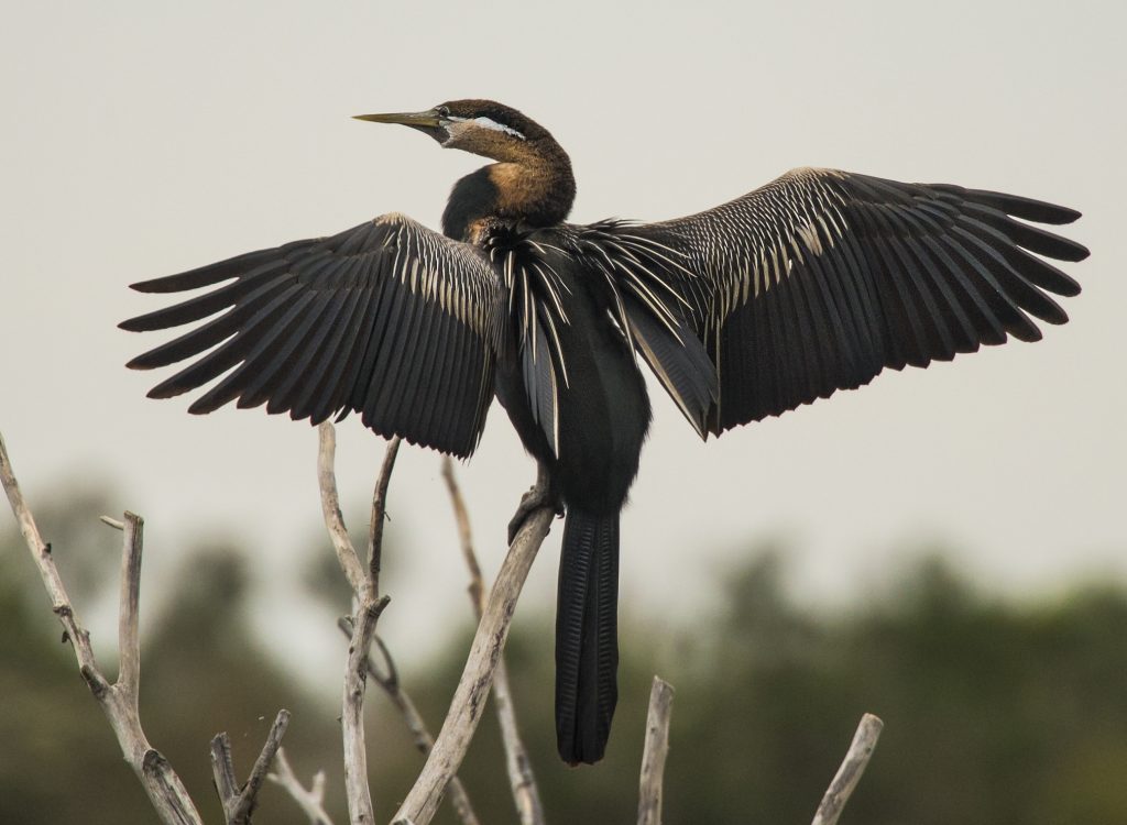 African Darter | Flying Bird | Owen Deutsch Photography