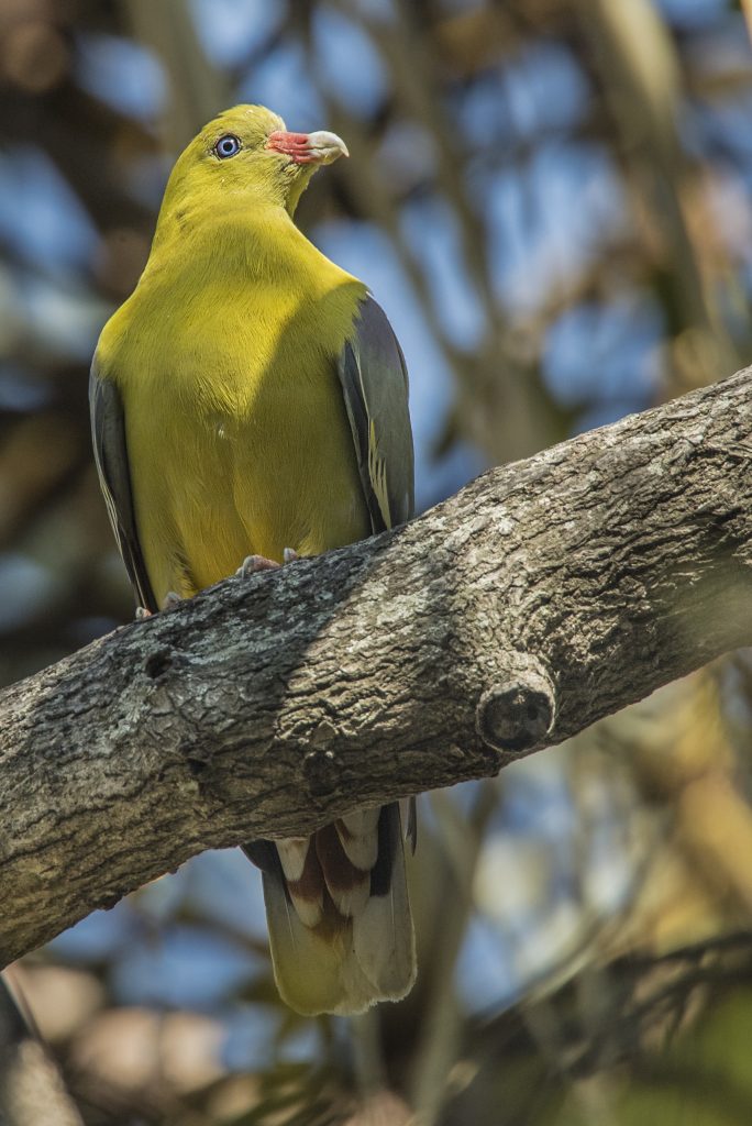 African Green Pigeon | Birding | Owen Deutsch Photography