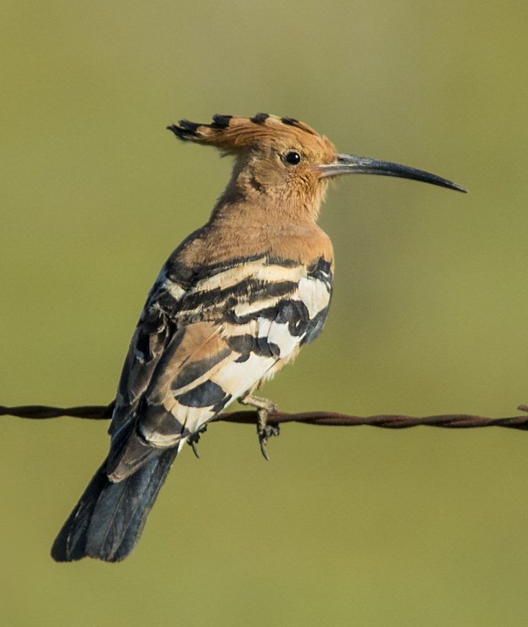African Hoopoe | Passerine | Owen Deutsch Photography