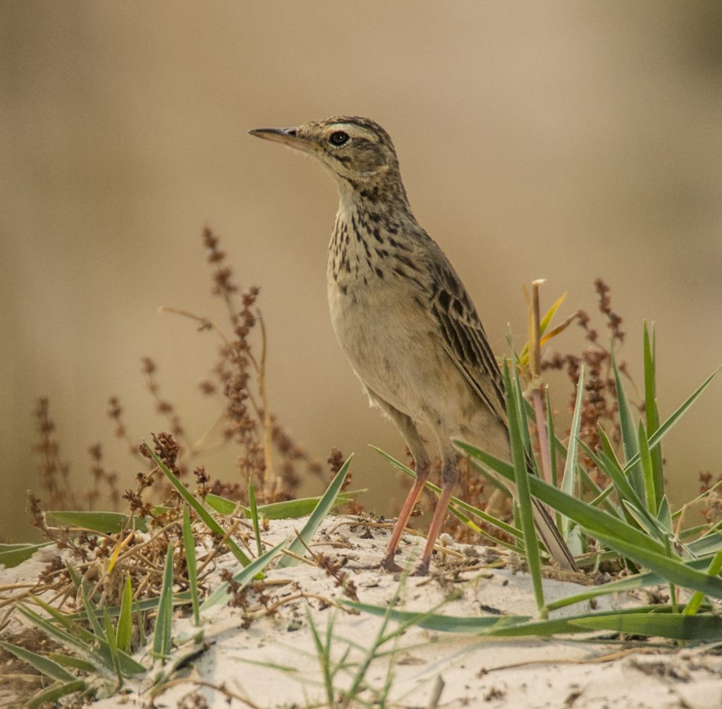 African Pipit | Owen Deutsch Photography | Passerine