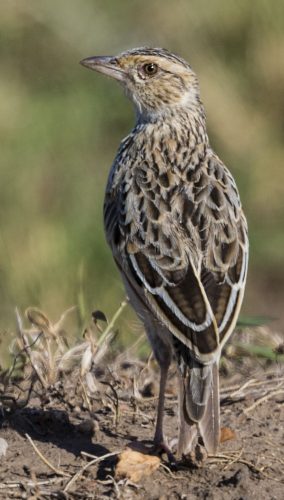 African Pipit | Passerine | Wildlife Photographer