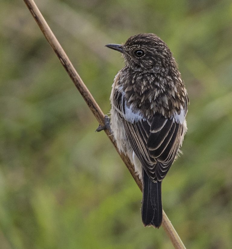 African Stonechat | Bird Call | Owen Deutsch Photography