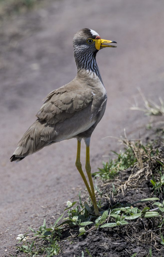 African Wattled Lapwing | Ornithology | Bird Call