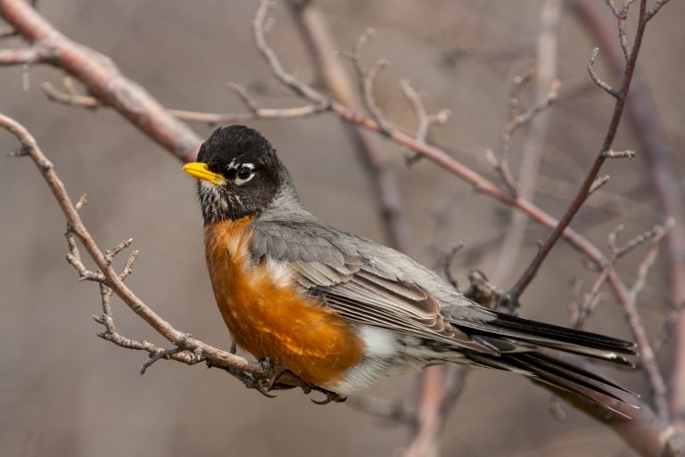 American Robin | Bird Song | Bird Photography