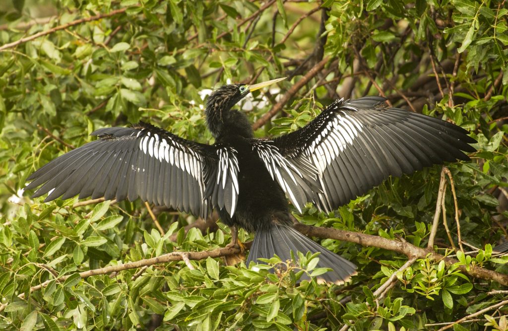 Anhinga | Flying Bird | Wildlife Photography