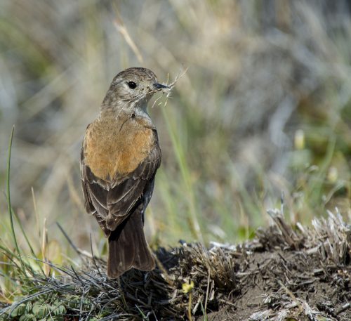 Austral Negrito | Conservation Status | Birds