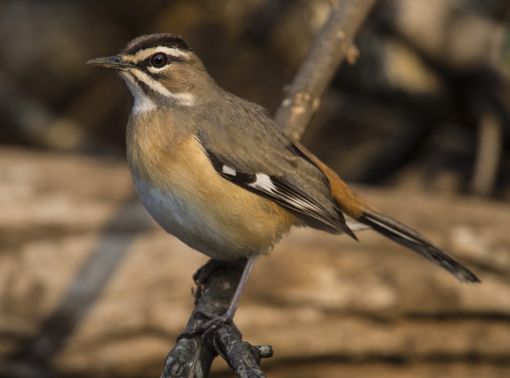 Beared Scrub Robin | Ornithologist | Bird Photography
