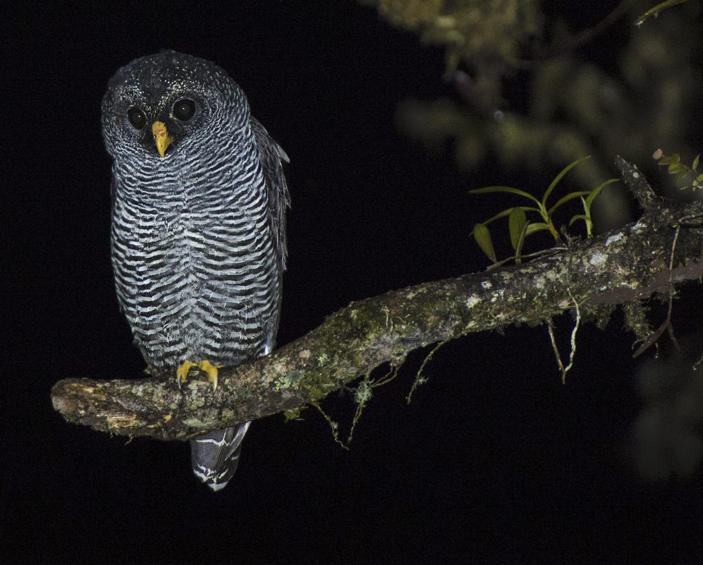 Black-banded Owl | Types of Owls | Birds of Prey