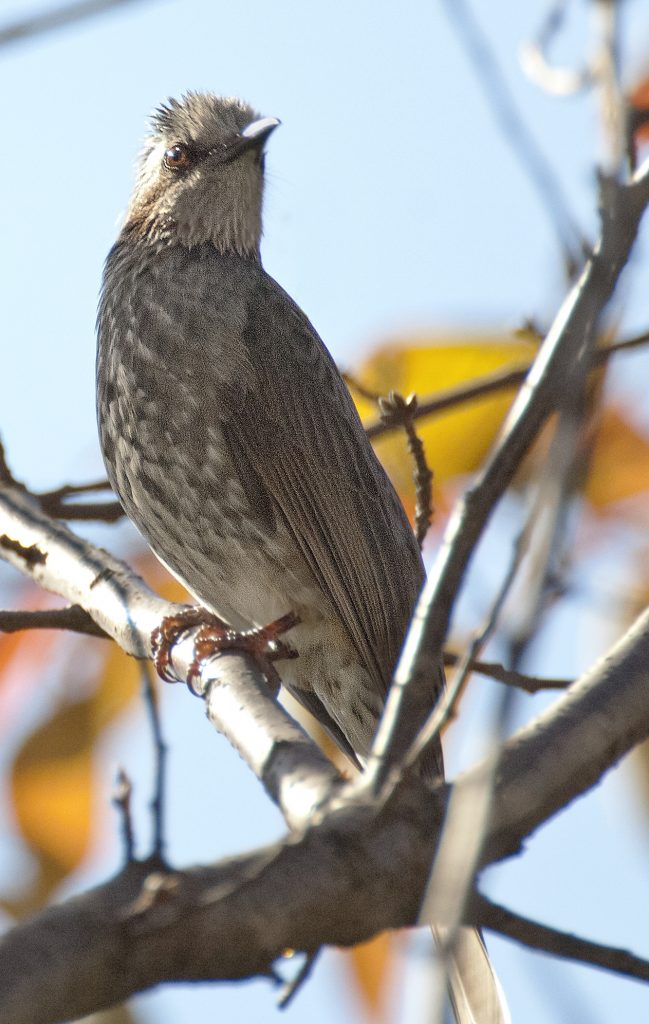 Brown-eared Bulbul | Passerine | Birding