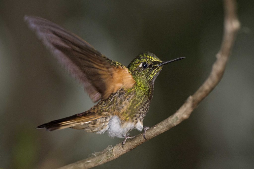 Buff-tailed Coronet - Owen Deutsch Photography