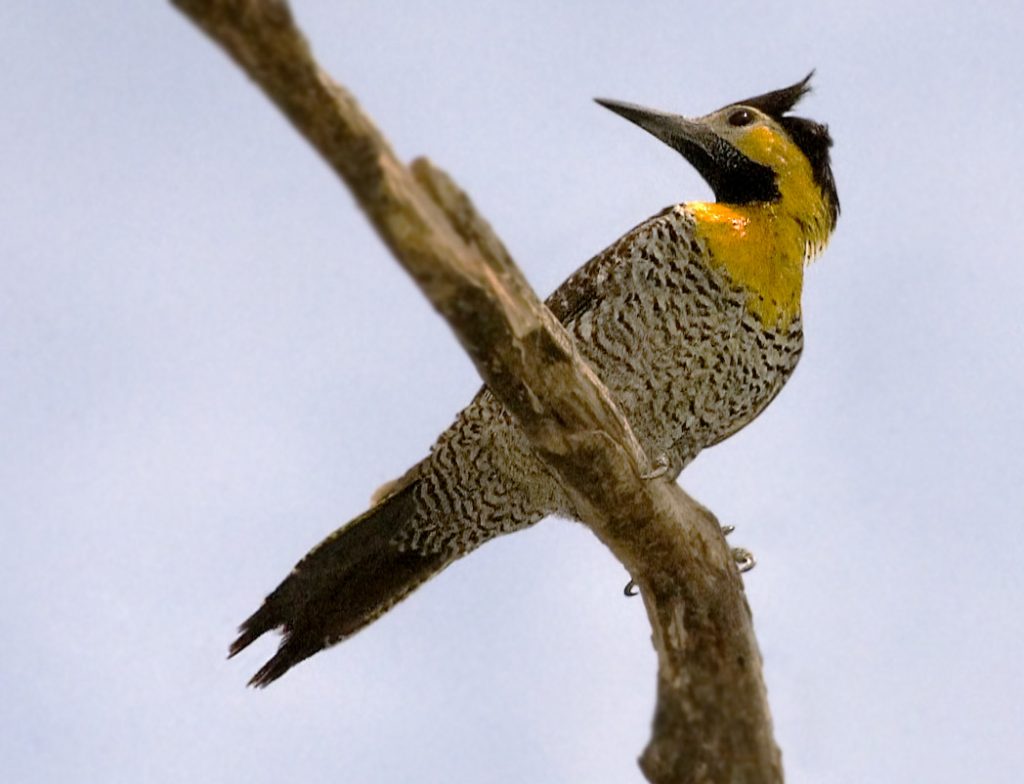 Campo Flicker - Owen Deutsch Photography