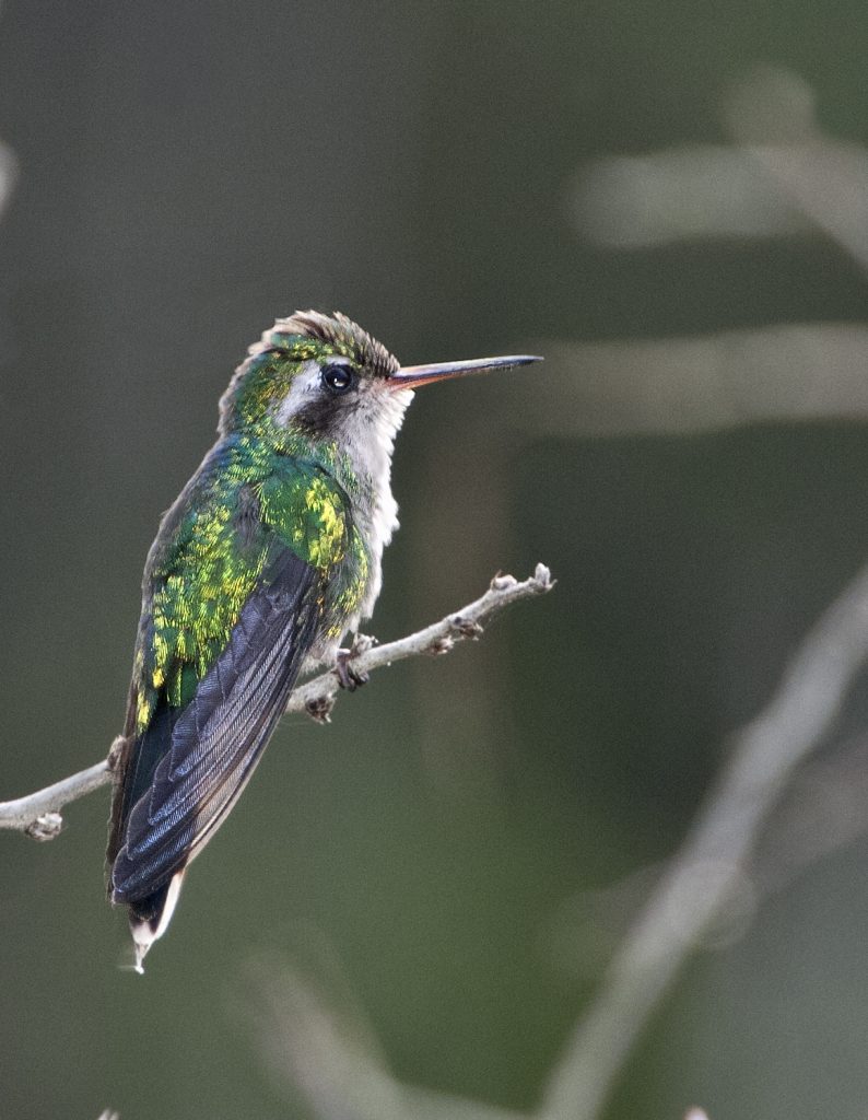 Canivet's Emerald - Owen Deutsch Photography
