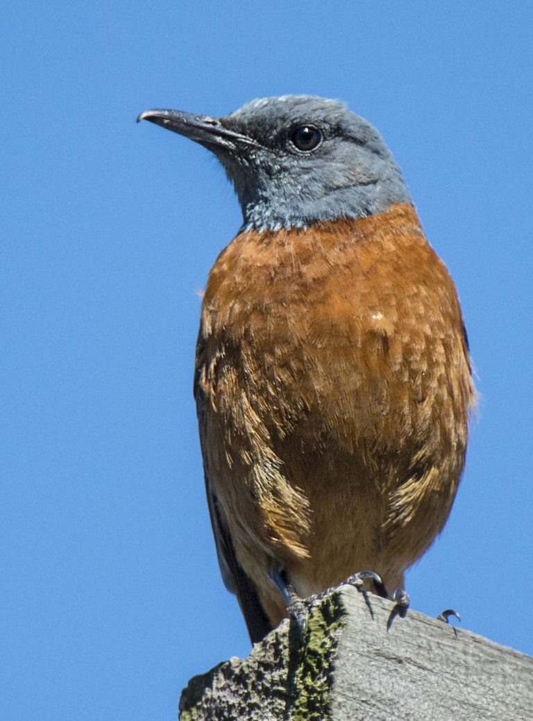 Cape Rock Thrush - Owen Deutsch Photography