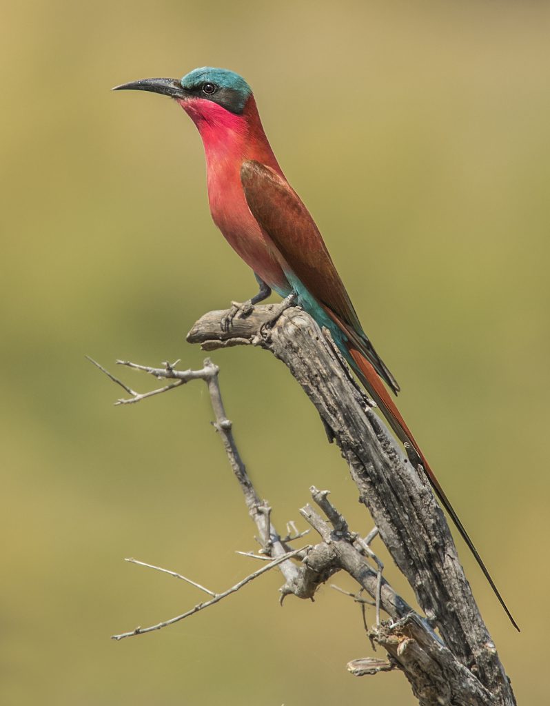 Southern Carmine Bee-eater - Owen Deutsch Photography