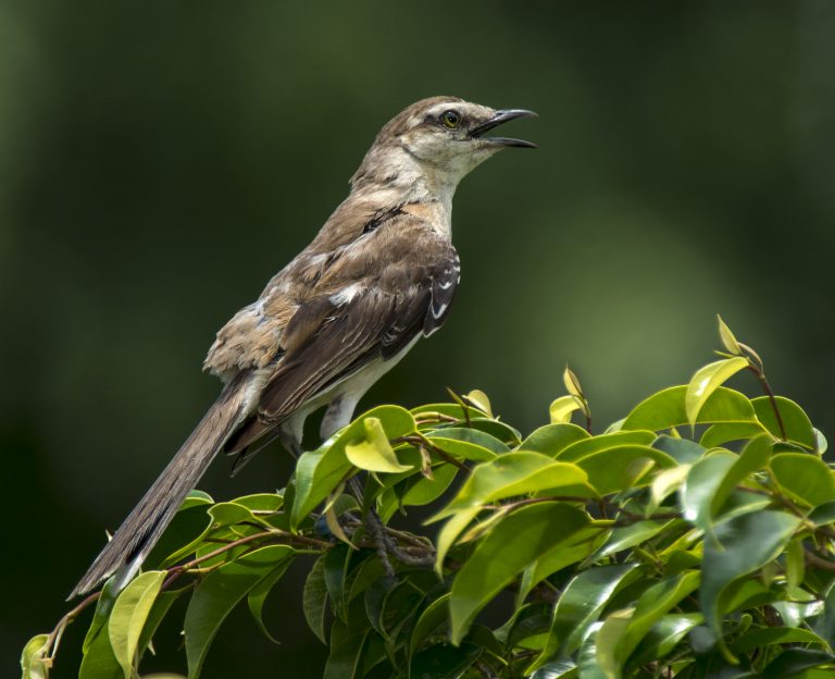 Chalk-browed Mockingbird - Owen Deutsch Photography