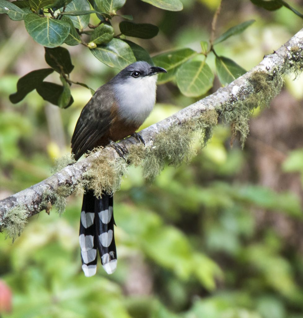 Chestnut-bellied Cuckoo - Owen Deutsch Photography