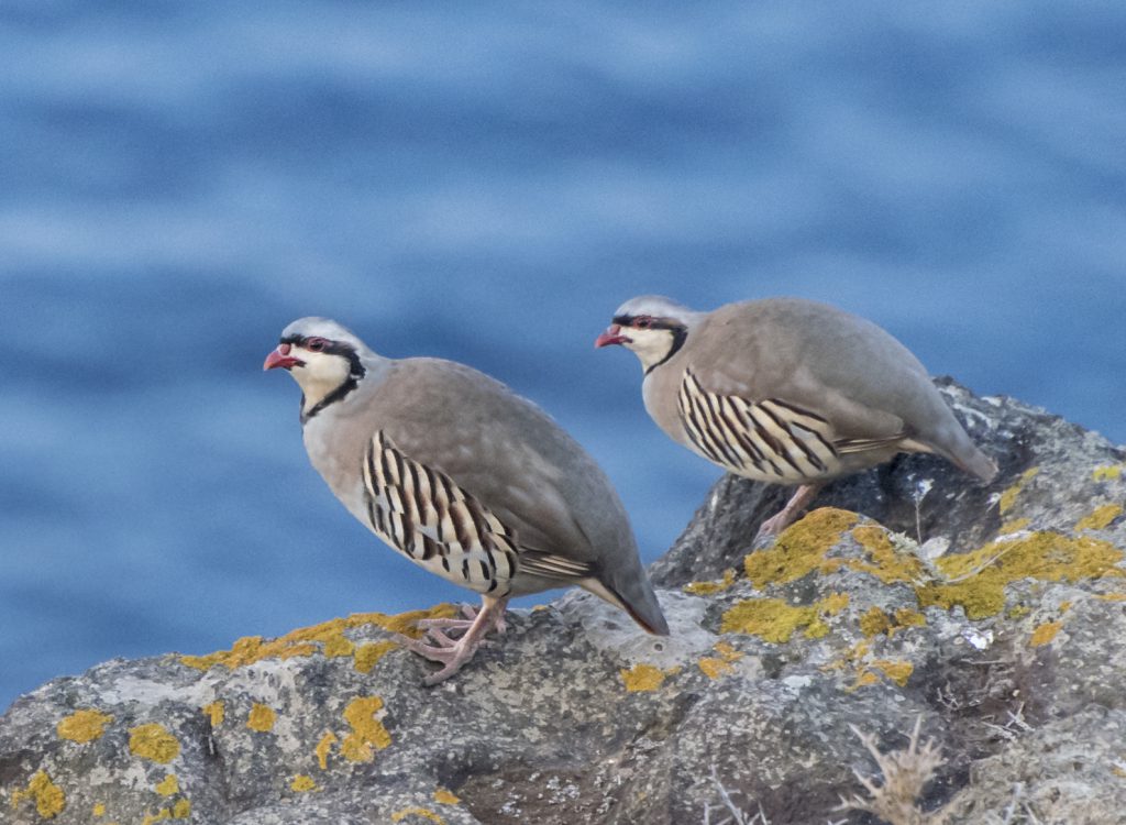 Chukar Partridge - Owen Deutsch Photography