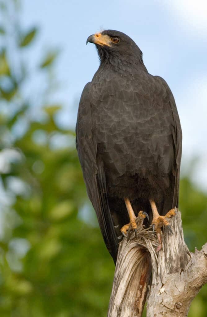 Common Black Hawk - Owen Deutsch Photography