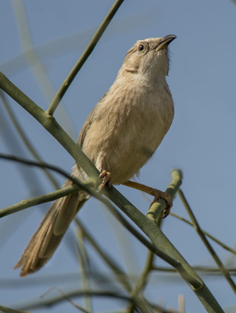 Common Babbler - Owen Deutsch Photography