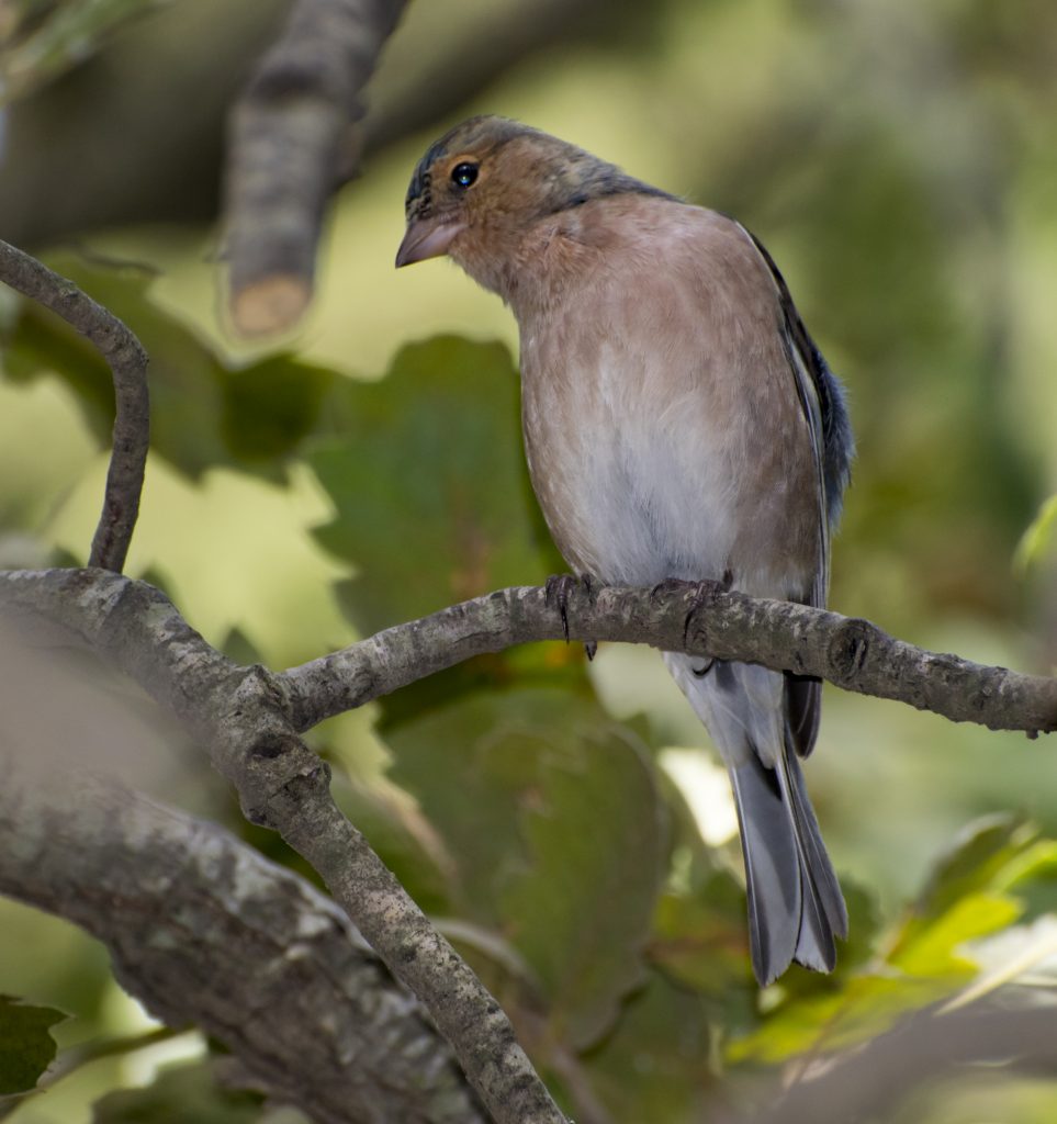 Common Chaffinch - Owen Deutsch Photography