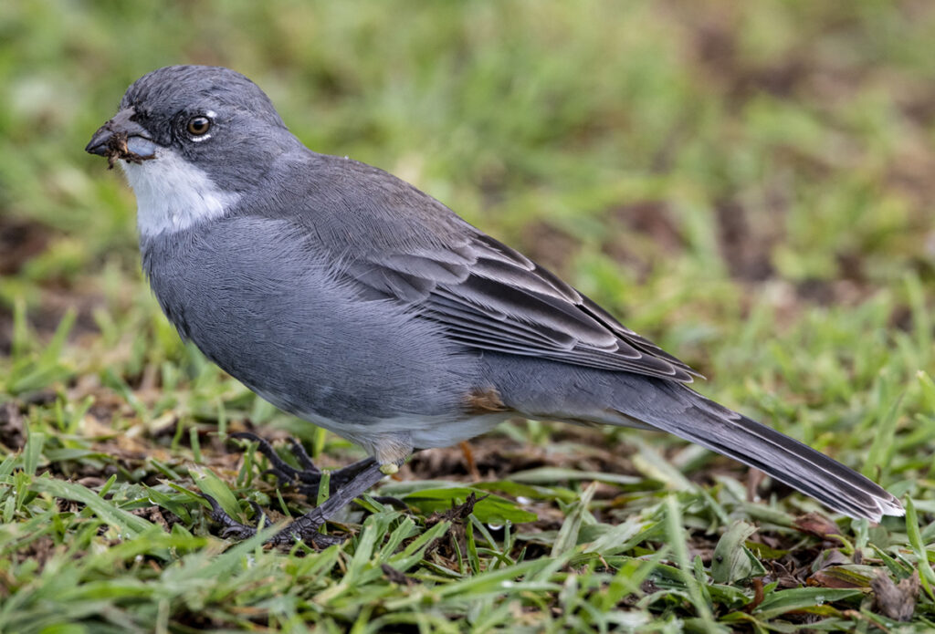 Common Diuca Finch - Owen Deutsch Photography
