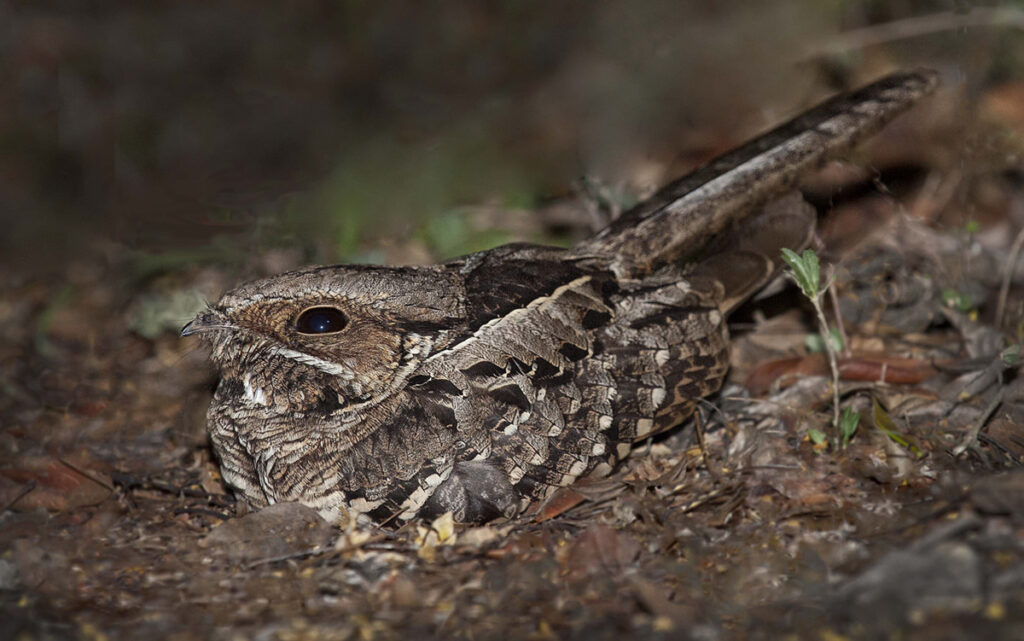 Common Pauraque - Owen Deutsch Photography