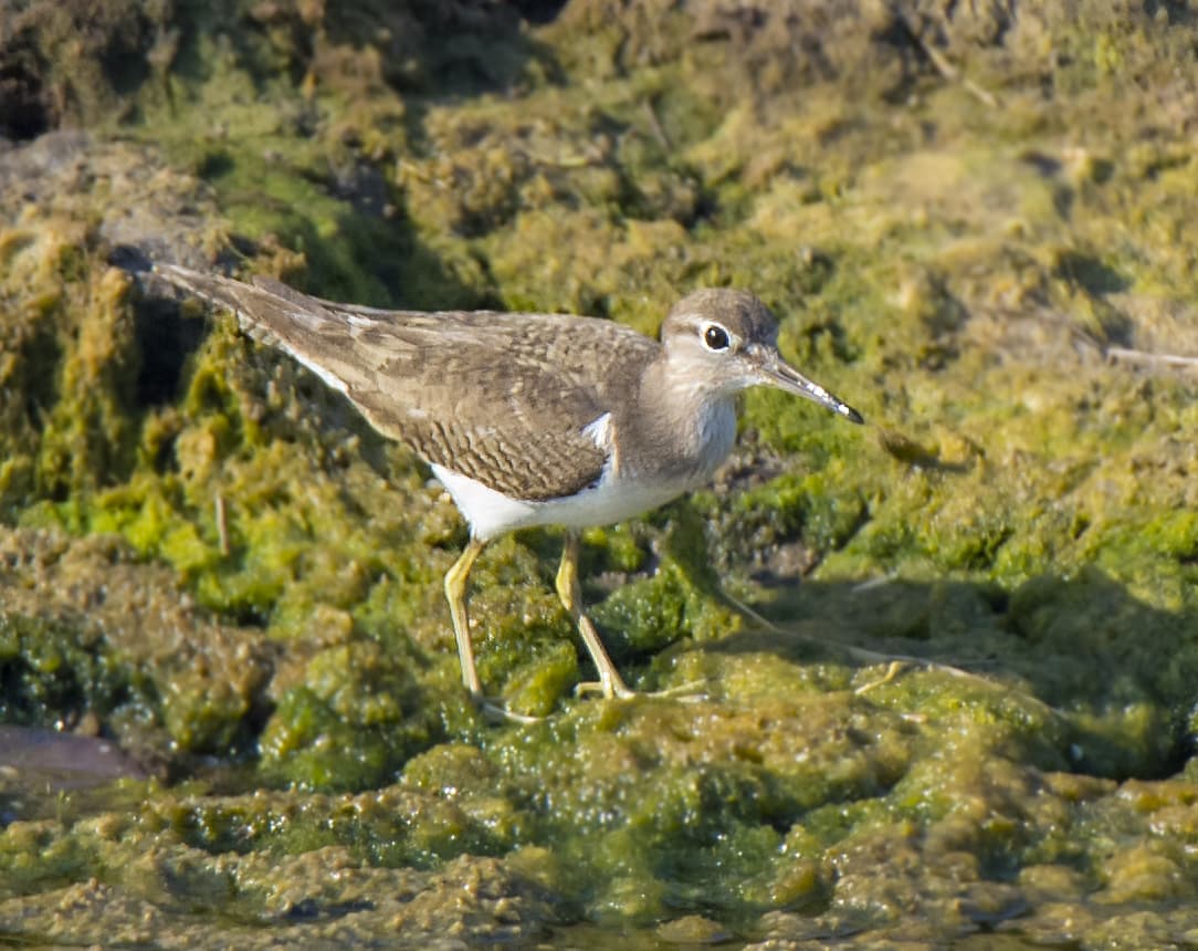 Common Sandpiper - Owen Deutsch Photography