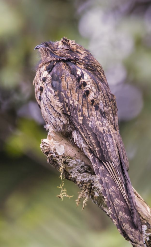 Common Potoo - Owen Deutsch Photography