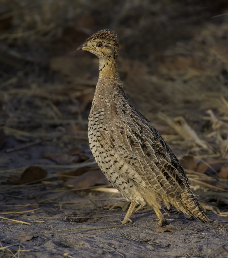 Coqui Francolin - Owen Deutsch Photography