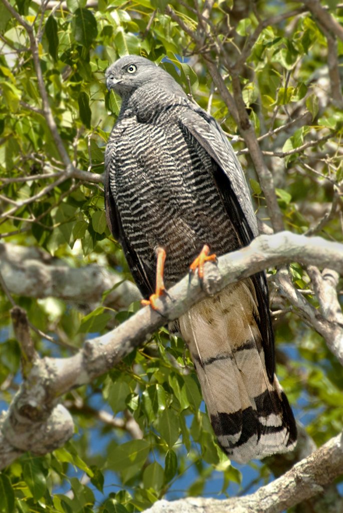 Crane Hawk - Owen Deutsch Photography