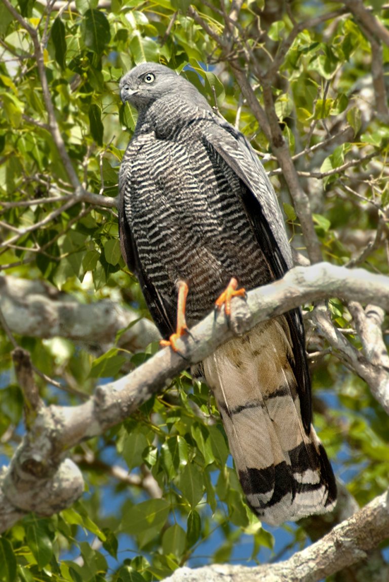 Crane Hawk - Owen Deutsch Photography