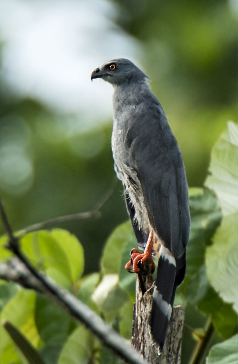Crane Hawk - Owen Deutsch Photography