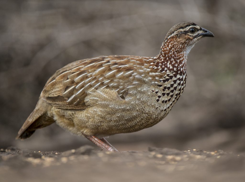 Crested Francolin - Owen Deutsch Photography