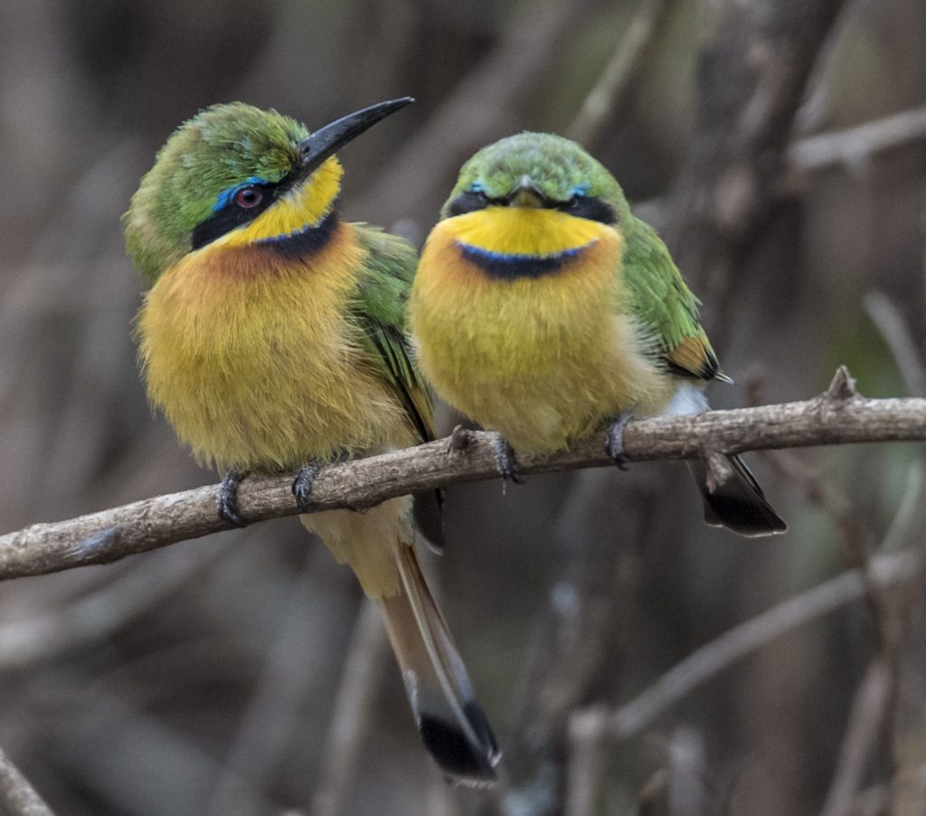 Little Bee-eater - Owen Deutsch Photography