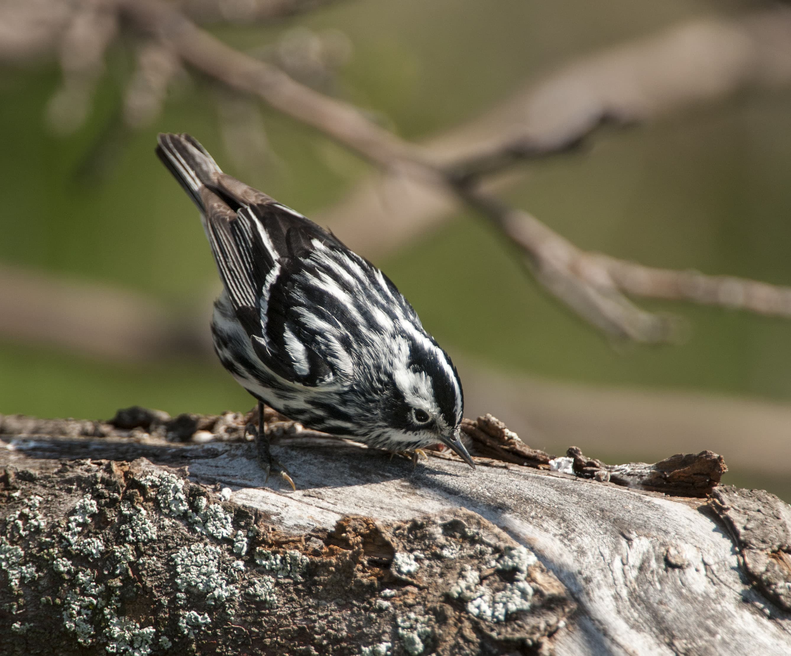 Black-and-white Warbler | Ornithologist | Birding