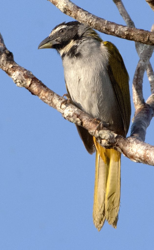 Black-headed Saltator - Owen Deutsch Photography