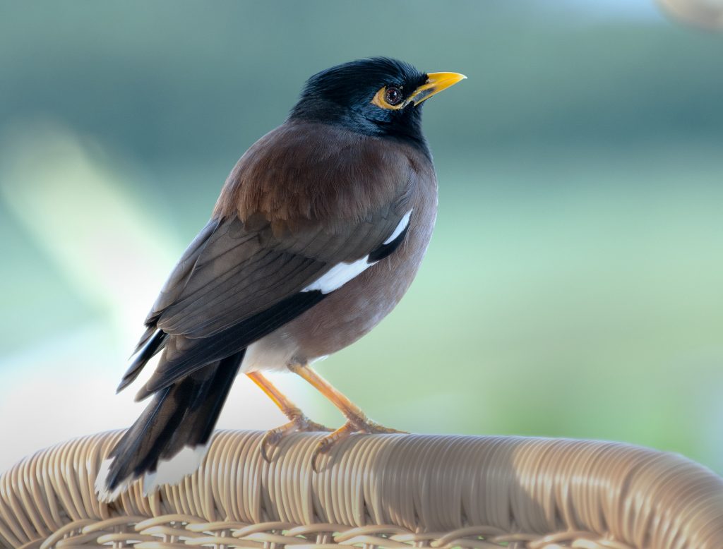 Common Myna - Owen Deutsch Photography
