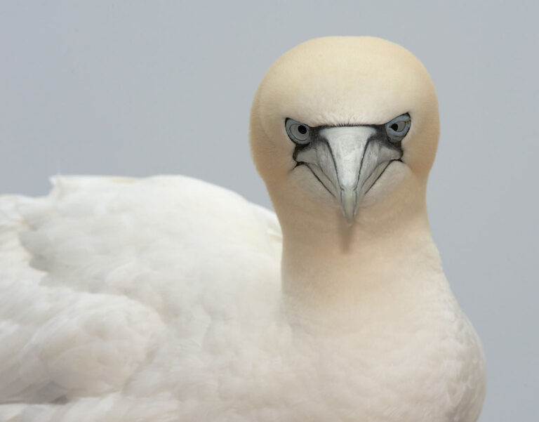 Northern Gannet - Owen Deutsch Photography