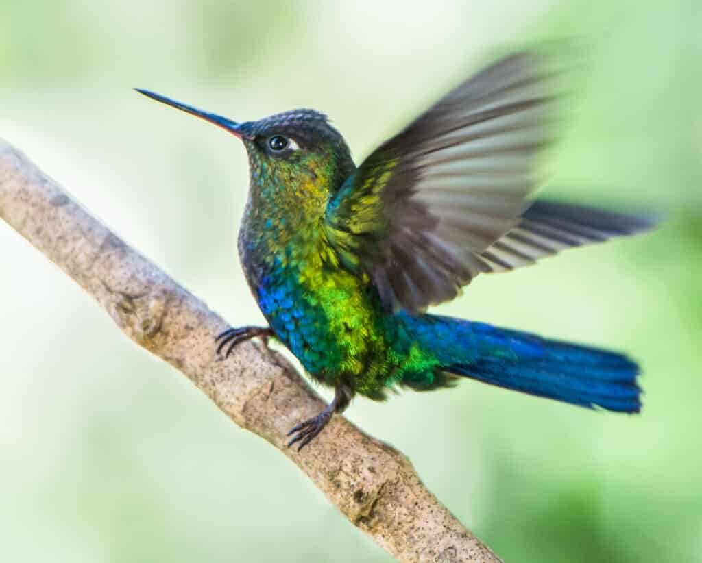 Fiery-throated Hummingbird - Owen Deutsch Photography