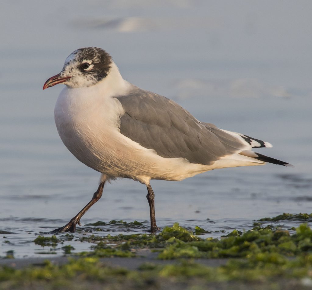 Franklin S Gull Owen Deutsch Photography