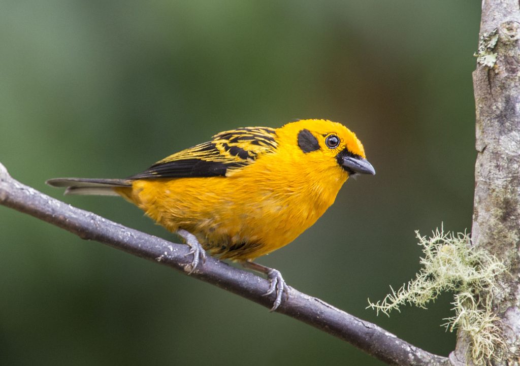 Golden Tanager - Owen Deutsch Photography