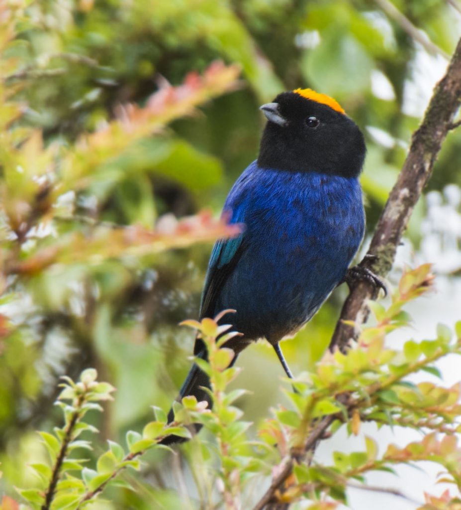 Golden-crowned Tanager - Owen Deutsch Photography