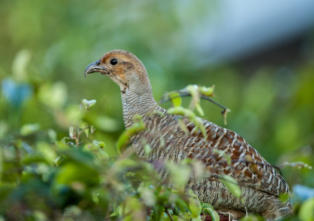 Grey Francolin - Owen Deutsch Photography