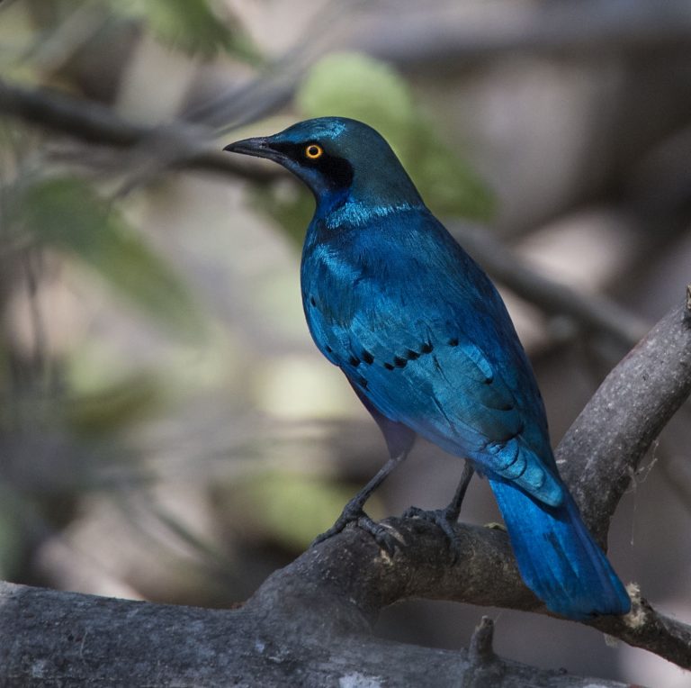Greater Blue-eared Starling - Owen Deutsch Photography