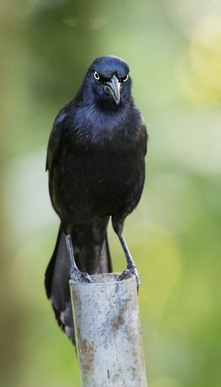 Greater Antillean Grackle - Owen Deutsch Photography