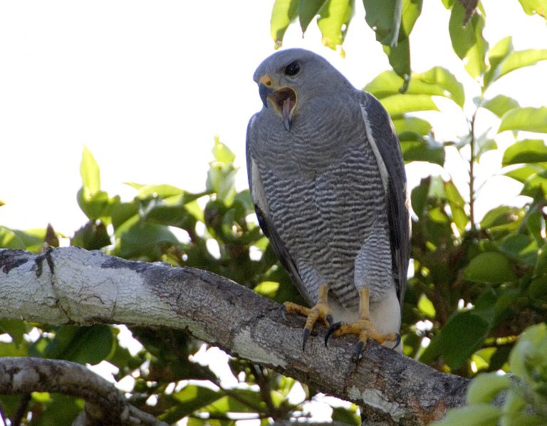 Grey Hawk - Owen Deutsch Photography