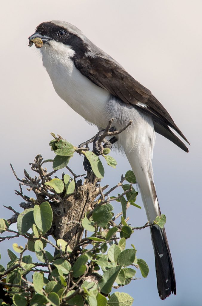 Grey-backed Fiscal - Owen Deutsch Photography