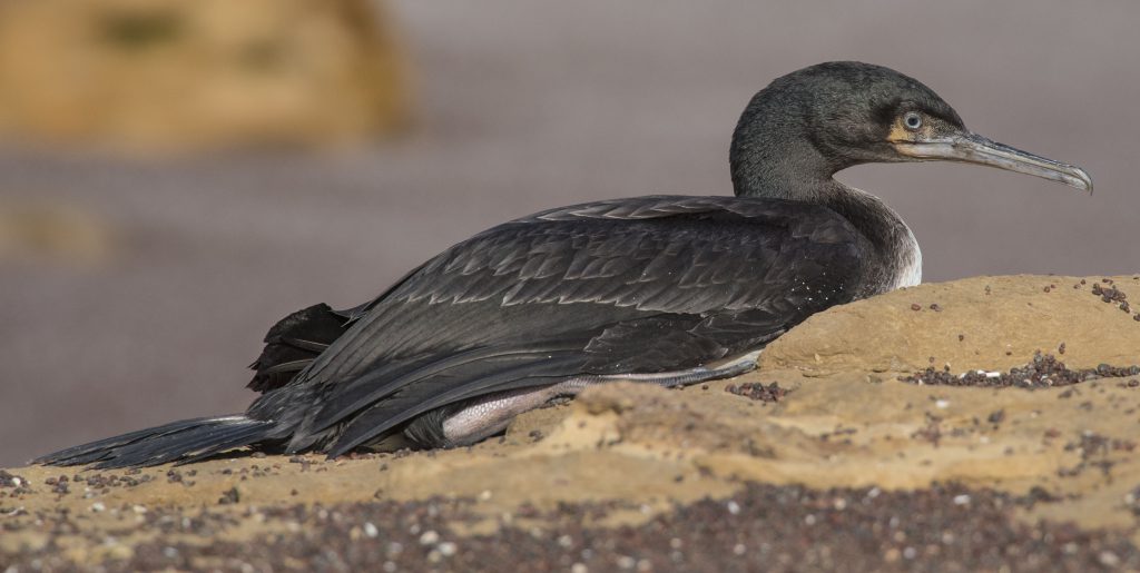 Guanay Cormorant - Owen Deutsch Photography