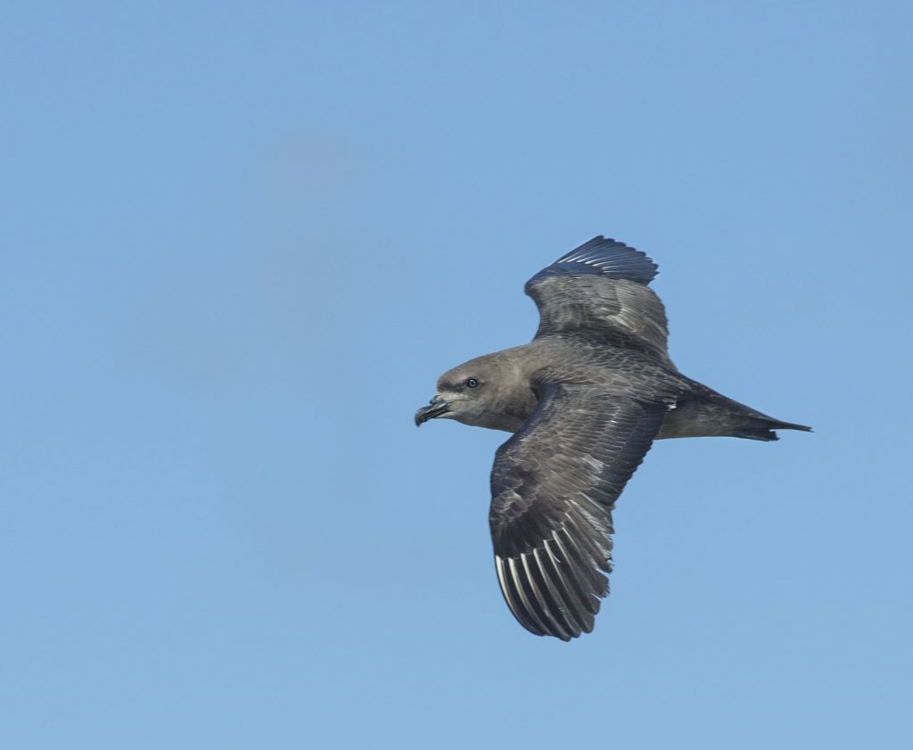 Herald Petrel - Owen Deutsch Photography