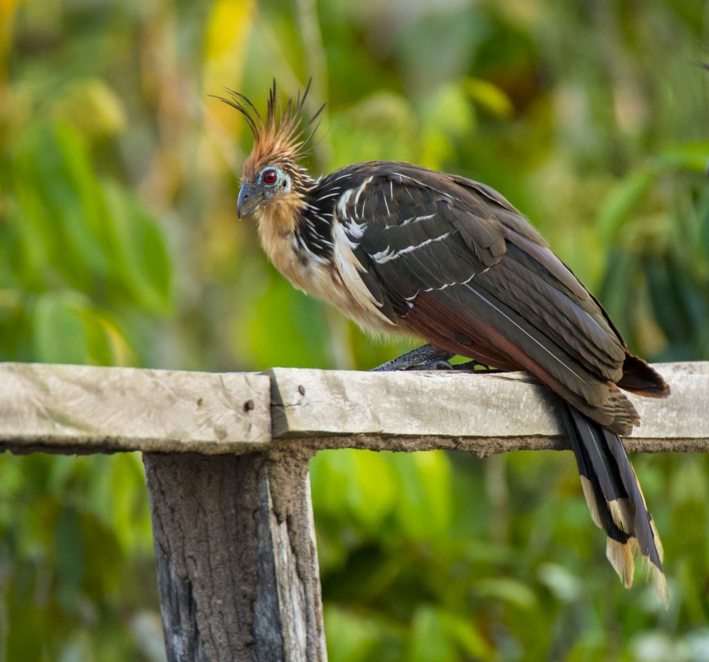 Hoatzin - Owen Deutsch Photography